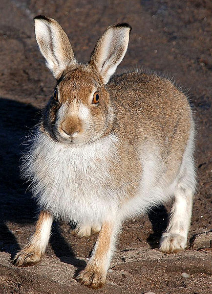 Hare - DigitaltMuseum