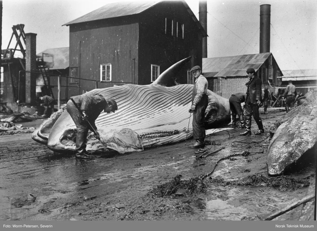Hvalfangst - Norsk Teknisk Museum / DigitaltMuseum