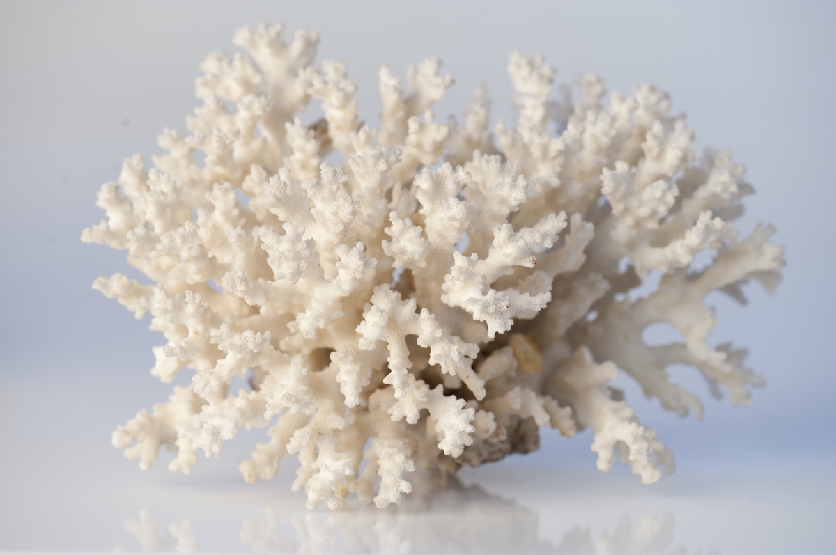 Korall - Sjöhistoriska museet / DigitaltMuseum