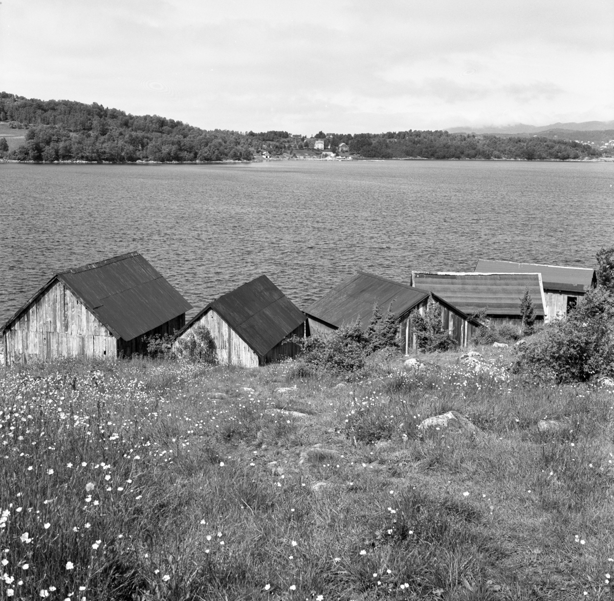 Motiv av ei naustrekke på Bjørkavågneset. På andre siden er Blomvika ... Motiv av ei naustrekke på Bjørkavågneset. På andre siden er Blomvika ...